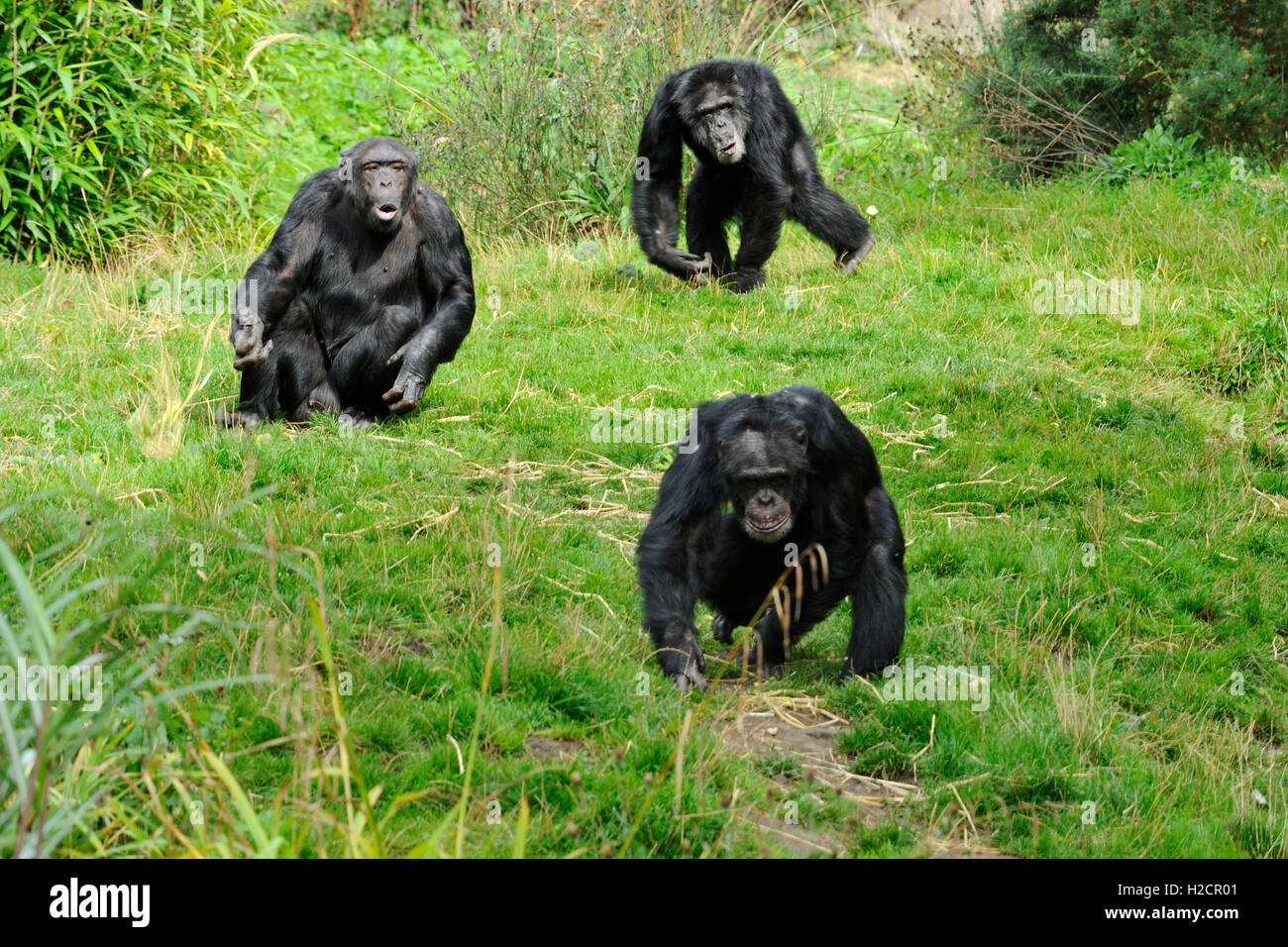Group of chimps hi-res stock photography and images - Alamy