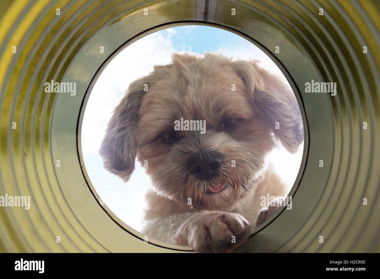 dog looking down in the hole Stock Photo - Alamy