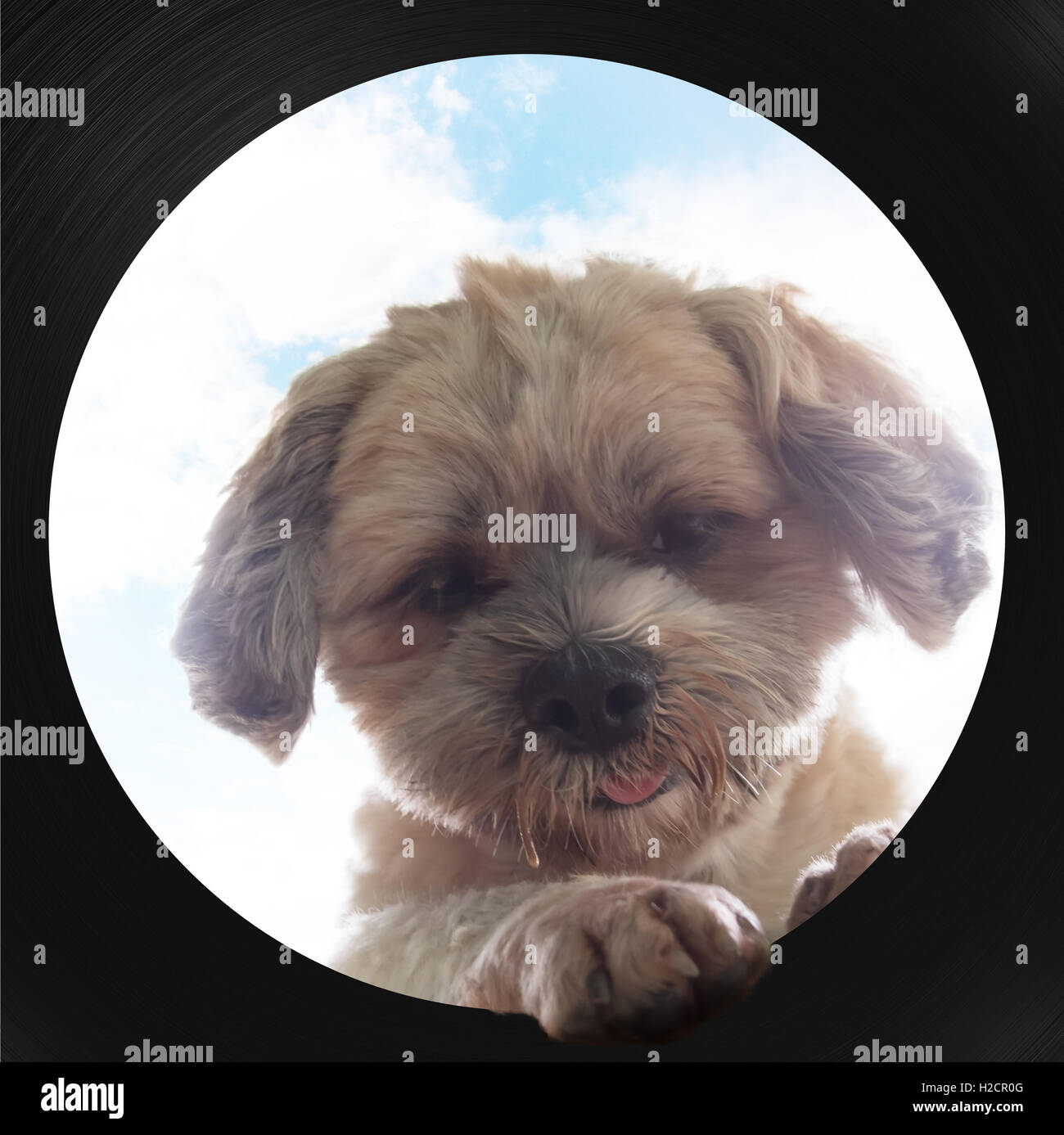 dog looking down in the hole Stock Photo - Alamy