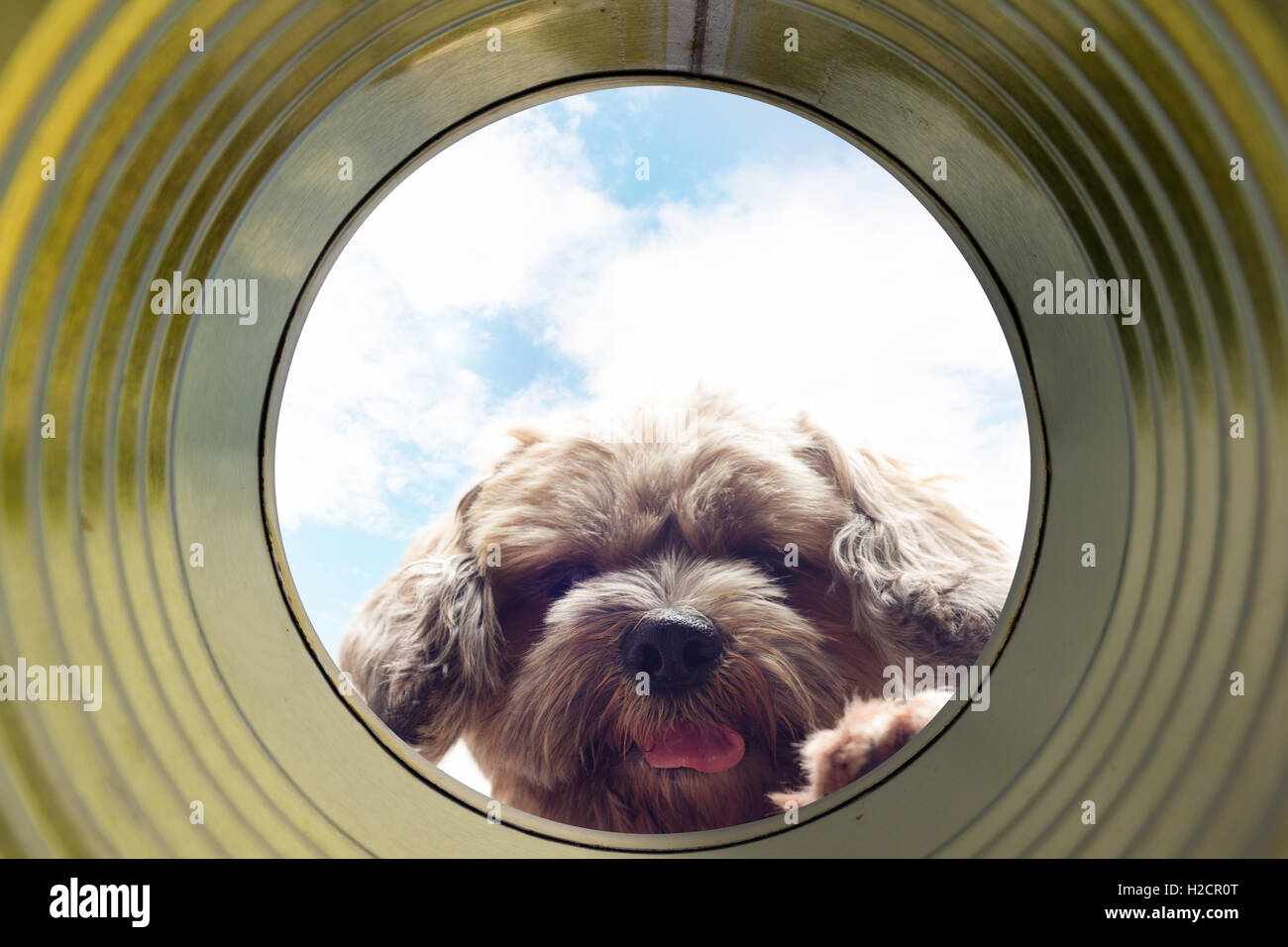 dog looking down in the hole Stock Photo - Alamy