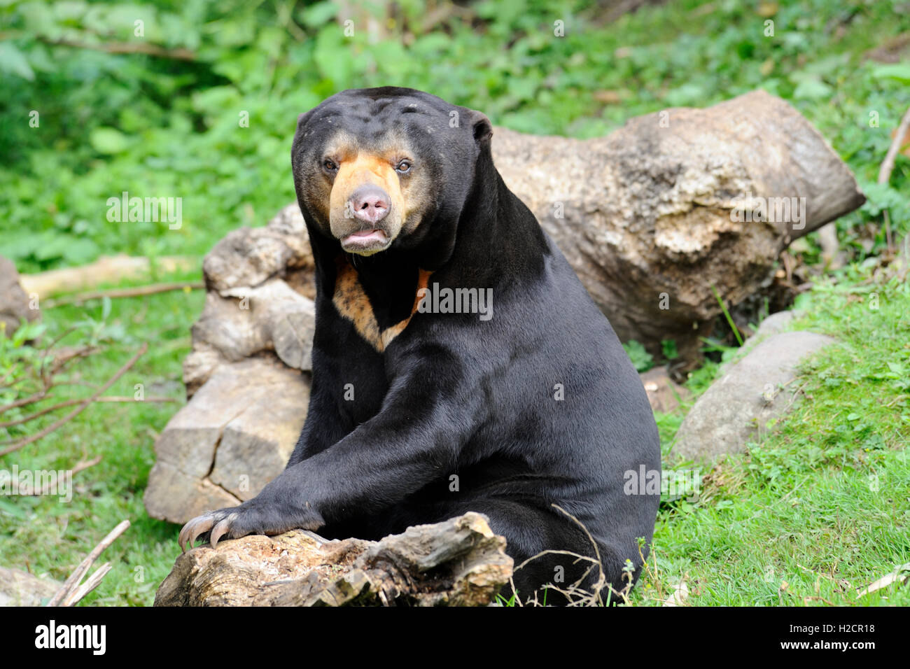 Sun bear in captivity hi-res stock photography and images - Alamy