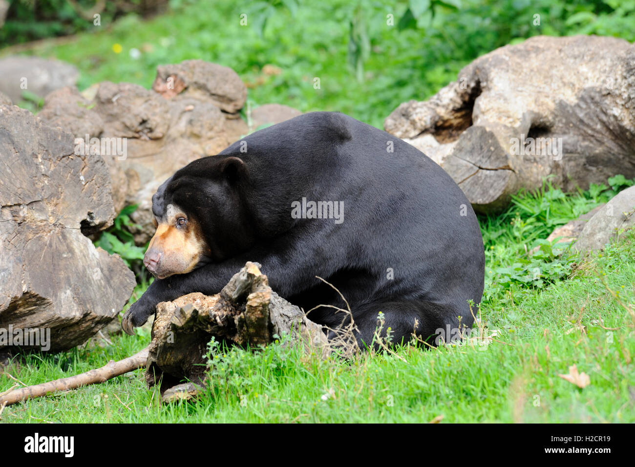 Malayan Sun Bear (Helarctos malayanus) in Edinburgh Zoo, Scotland, UK ...