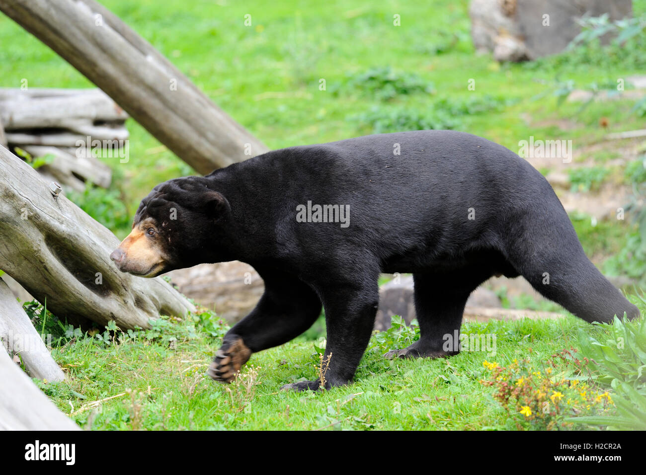 Malayan Sun Bear (Helarctos malayanus) in Edinburgh Zoo, Scotland, UK ...
