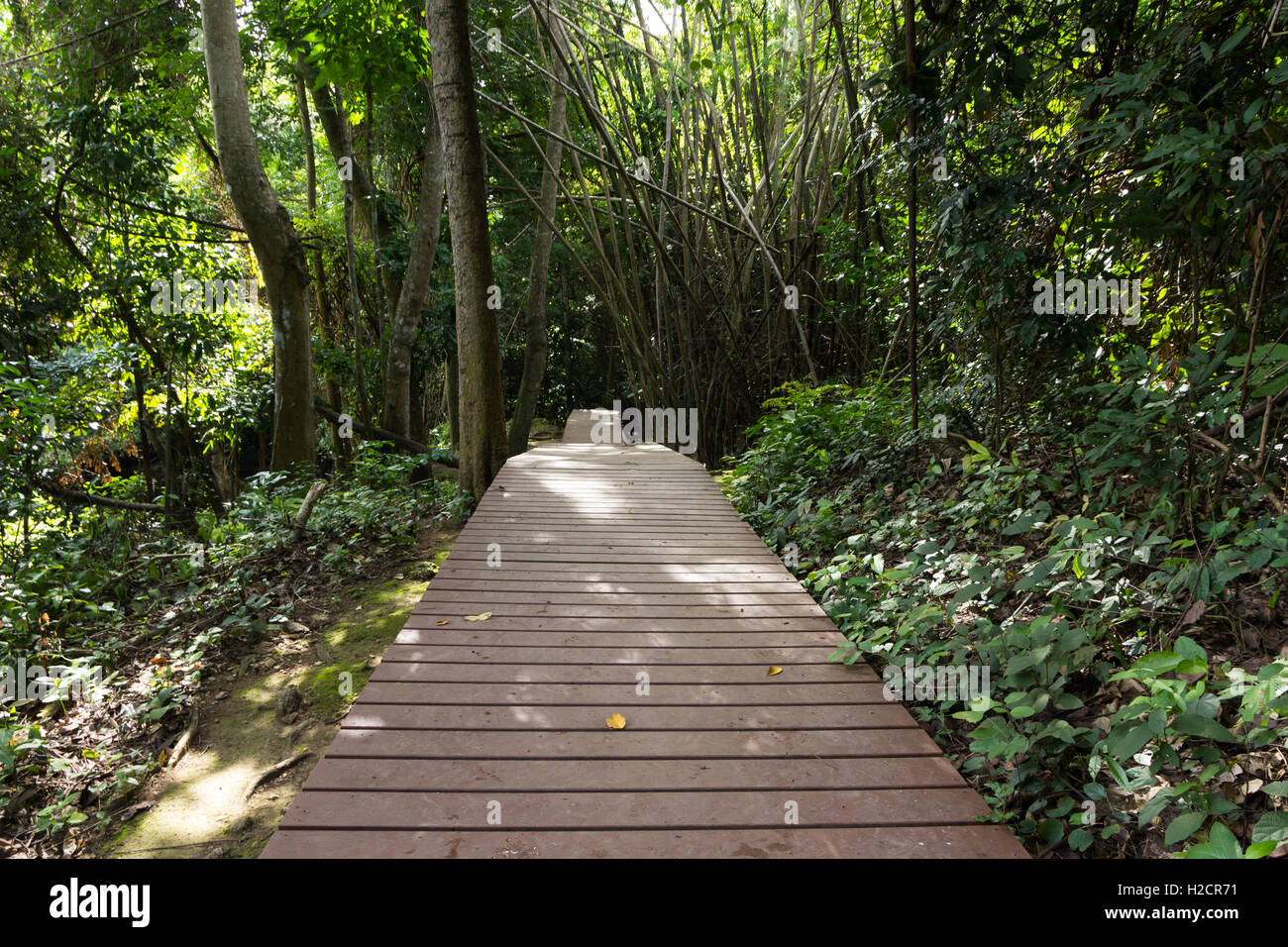 wood walkway in the forest Stock Photo - Alamy