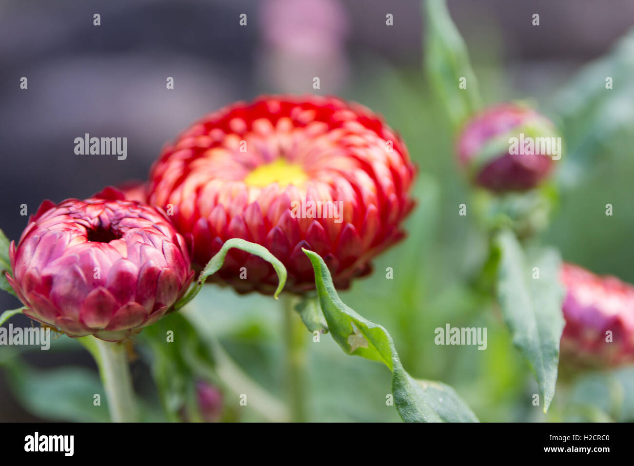 Everlasting flower hi-res stock photography and images - Alamy