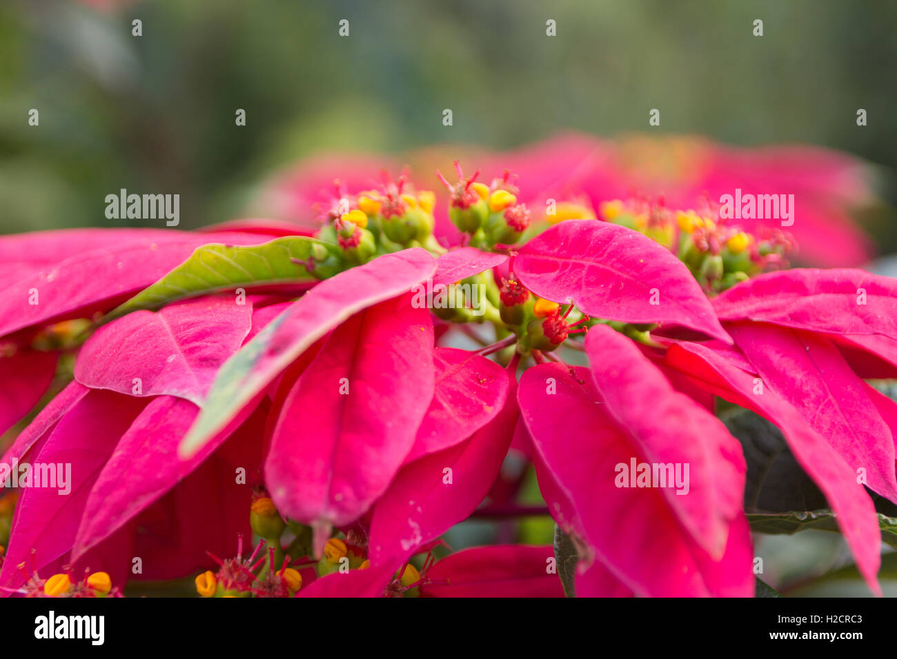 Close up red christmas flower poinsettia Stock Photo - Alamy