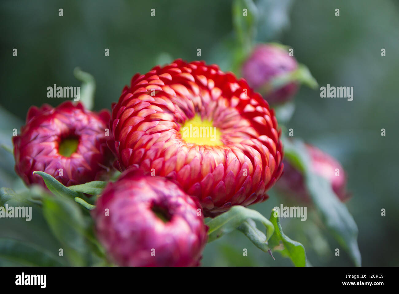 Straw flower hi-res stock photography and images - Alamy