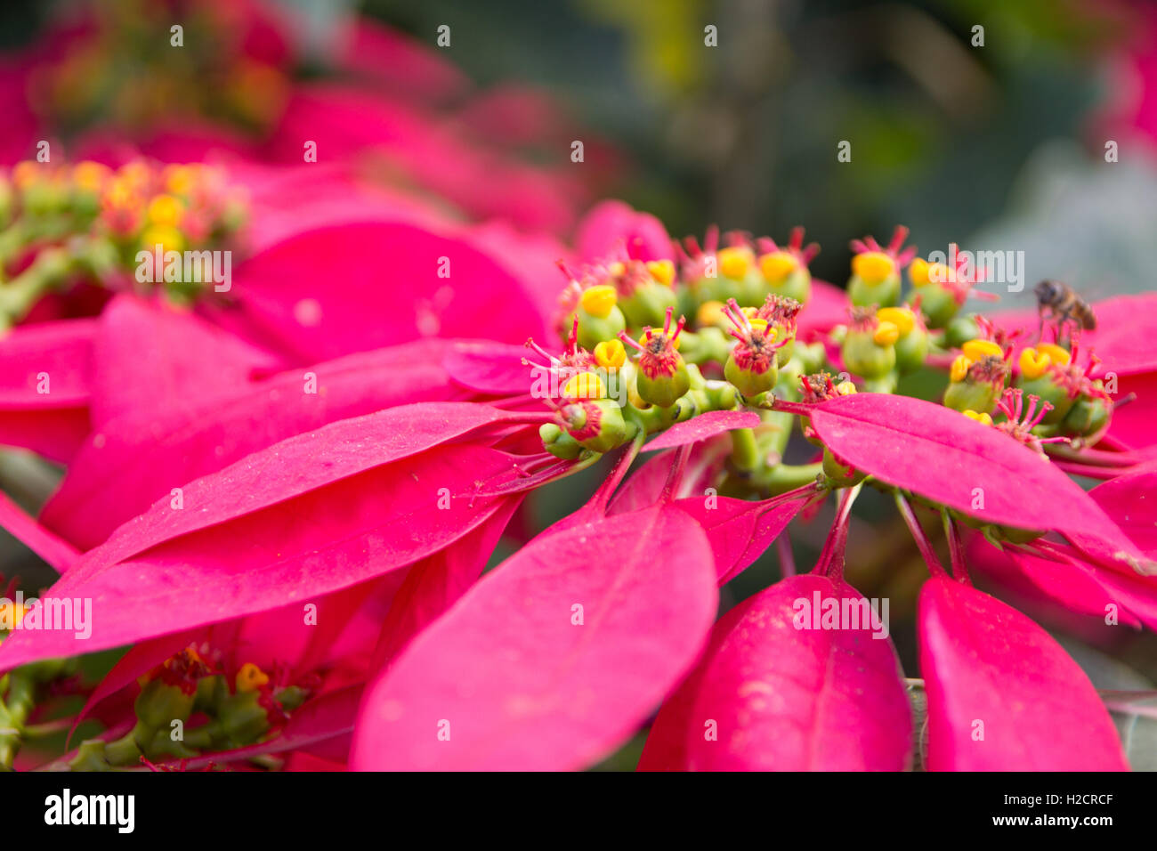 Close up red christmas flower poinsettia Stock Photo - Alamy