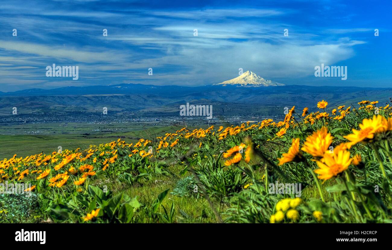 Wildflowers blooming in spring at Mt. Ranch State Park in the Columbia ...