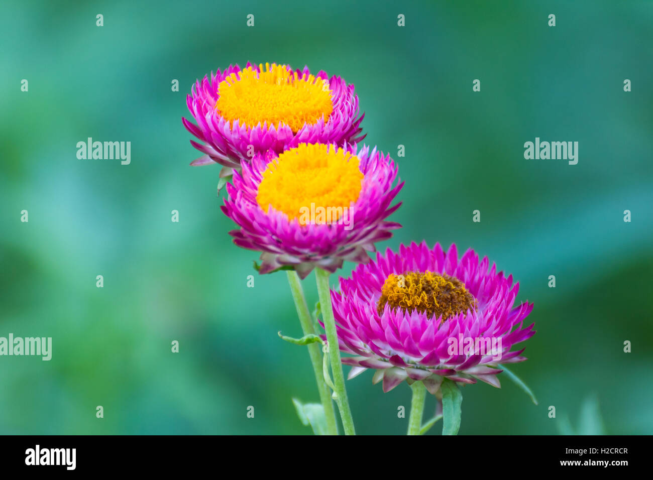 Straw flower hi-res stock photography and images - Alamy