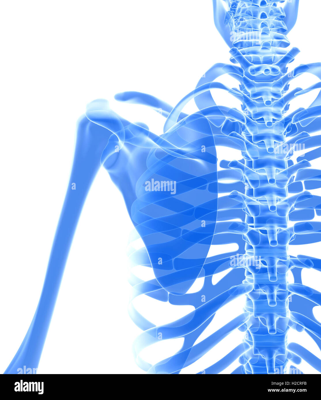 3D illustration of Scapula - Part of Human Skeleton Stock Photo - Alamy