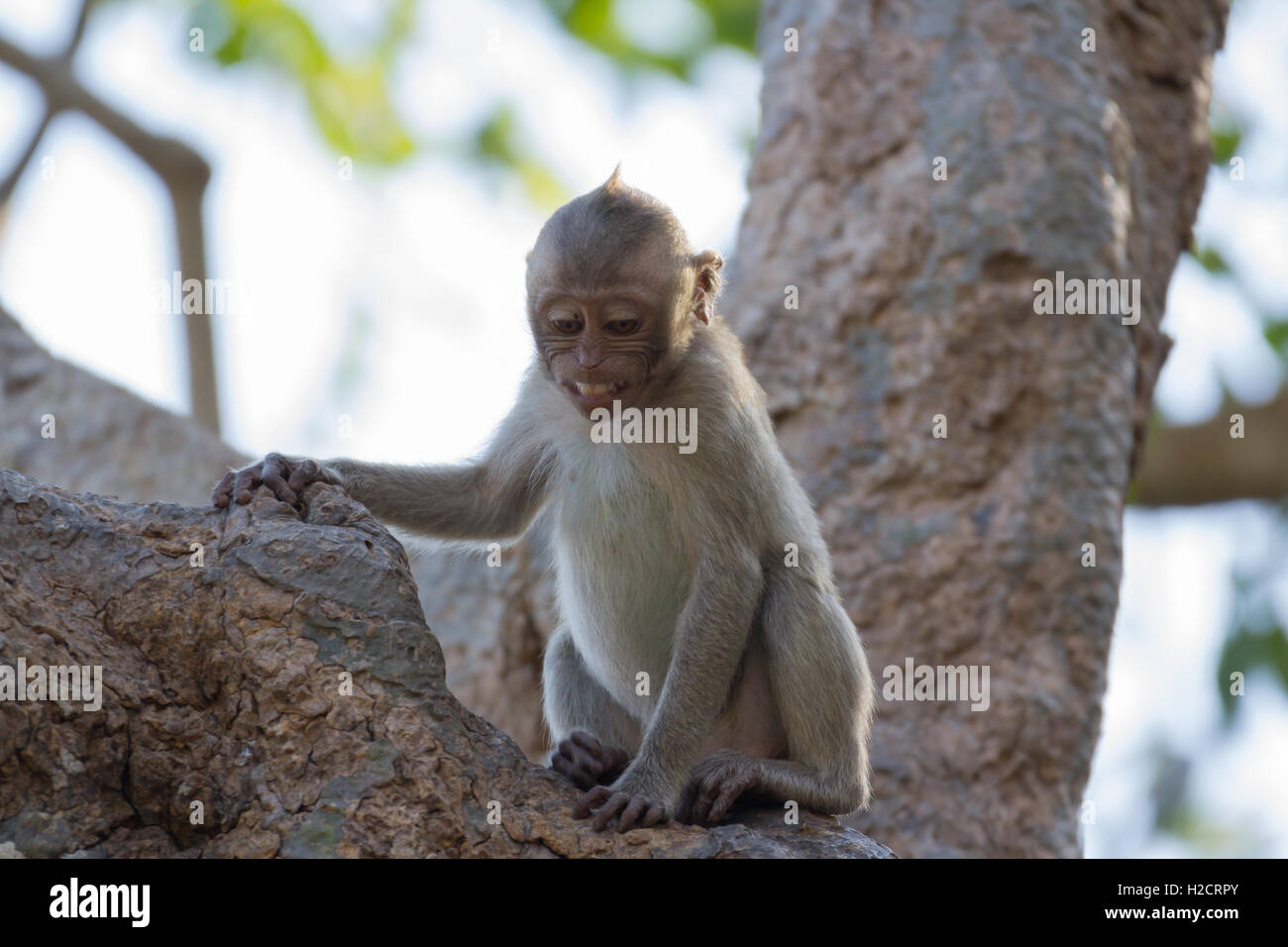 monkey sitting on the tree Stock Photo - Alamy