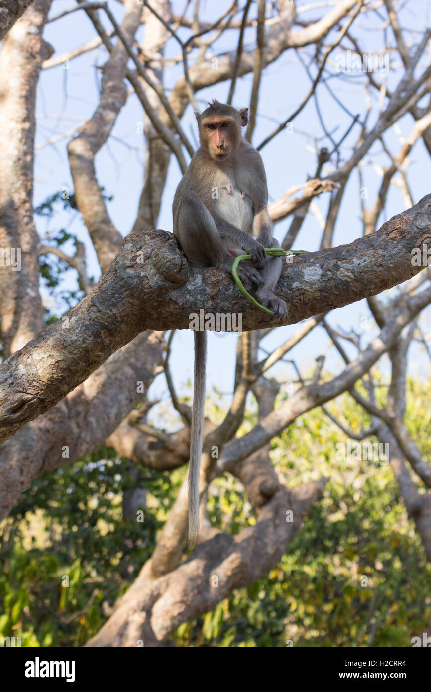 monkey sitting on the tree Stock Photo - Alamy