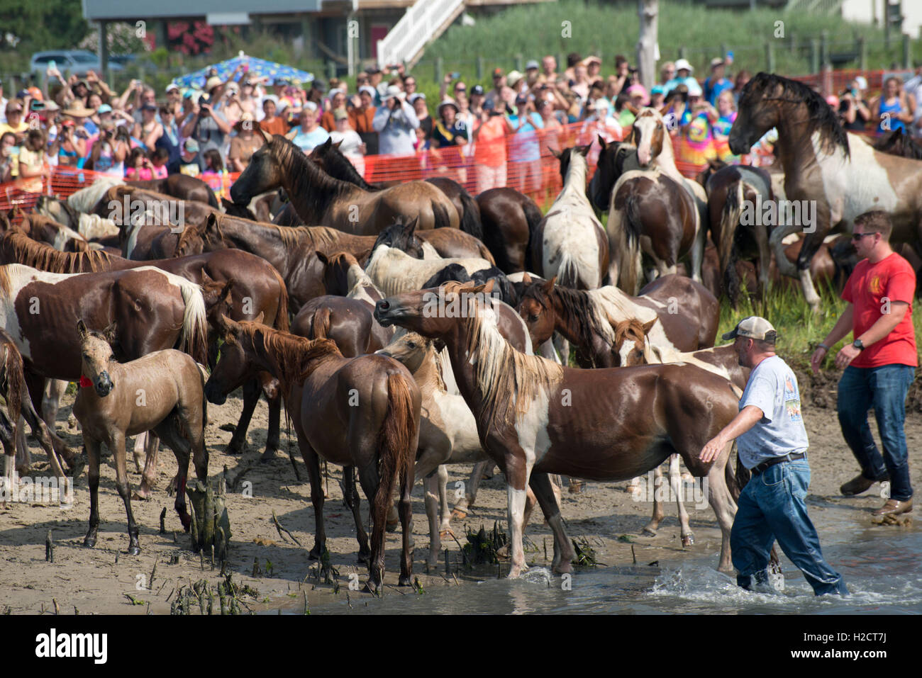 Volunteers help round up herds of wild ponies arriving on the beach ...