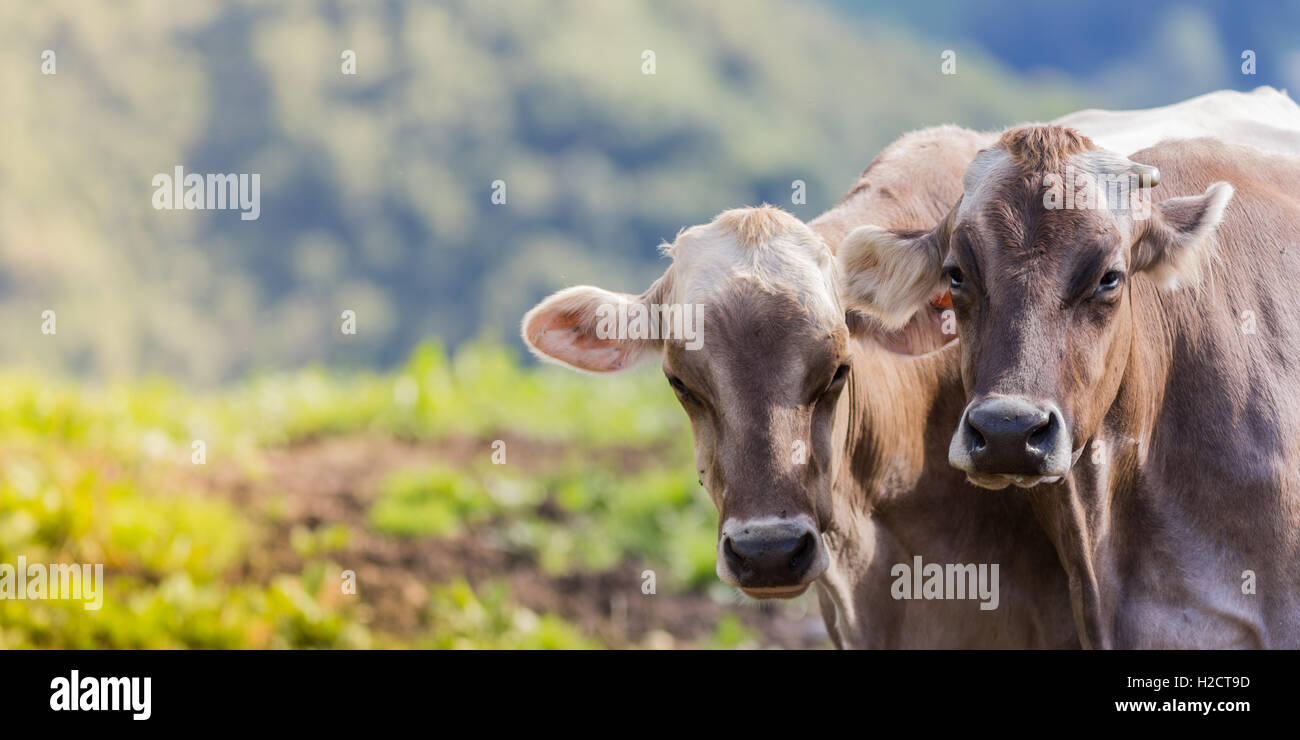 Cows grazing in the mountains, strong photo zoom Stock Photo - Alamy