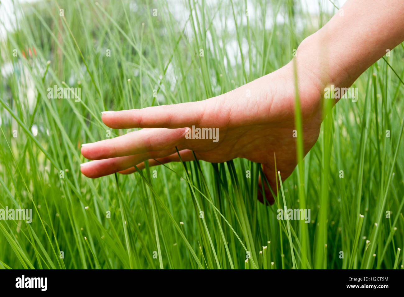 Hand in the fresh grass, nature and healthy lifestyle concepts Stock ...