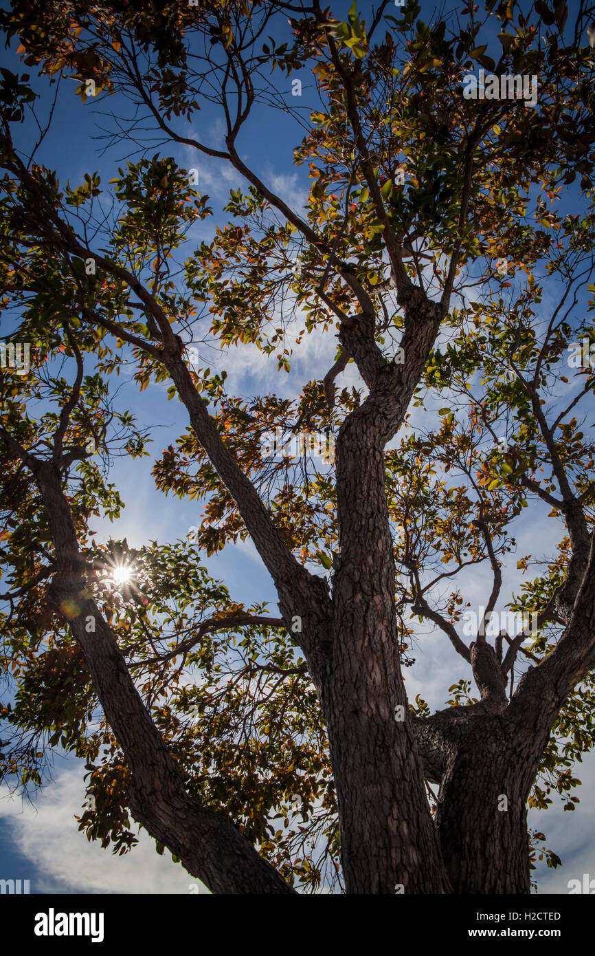 Burst of red leaves hi-res stock photography and images - Alamy
