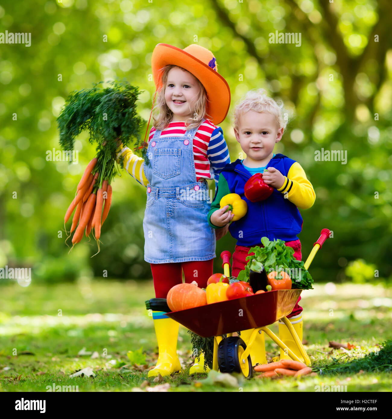 Two children picking fresh vegetables on organic bio farm. Kids ...
