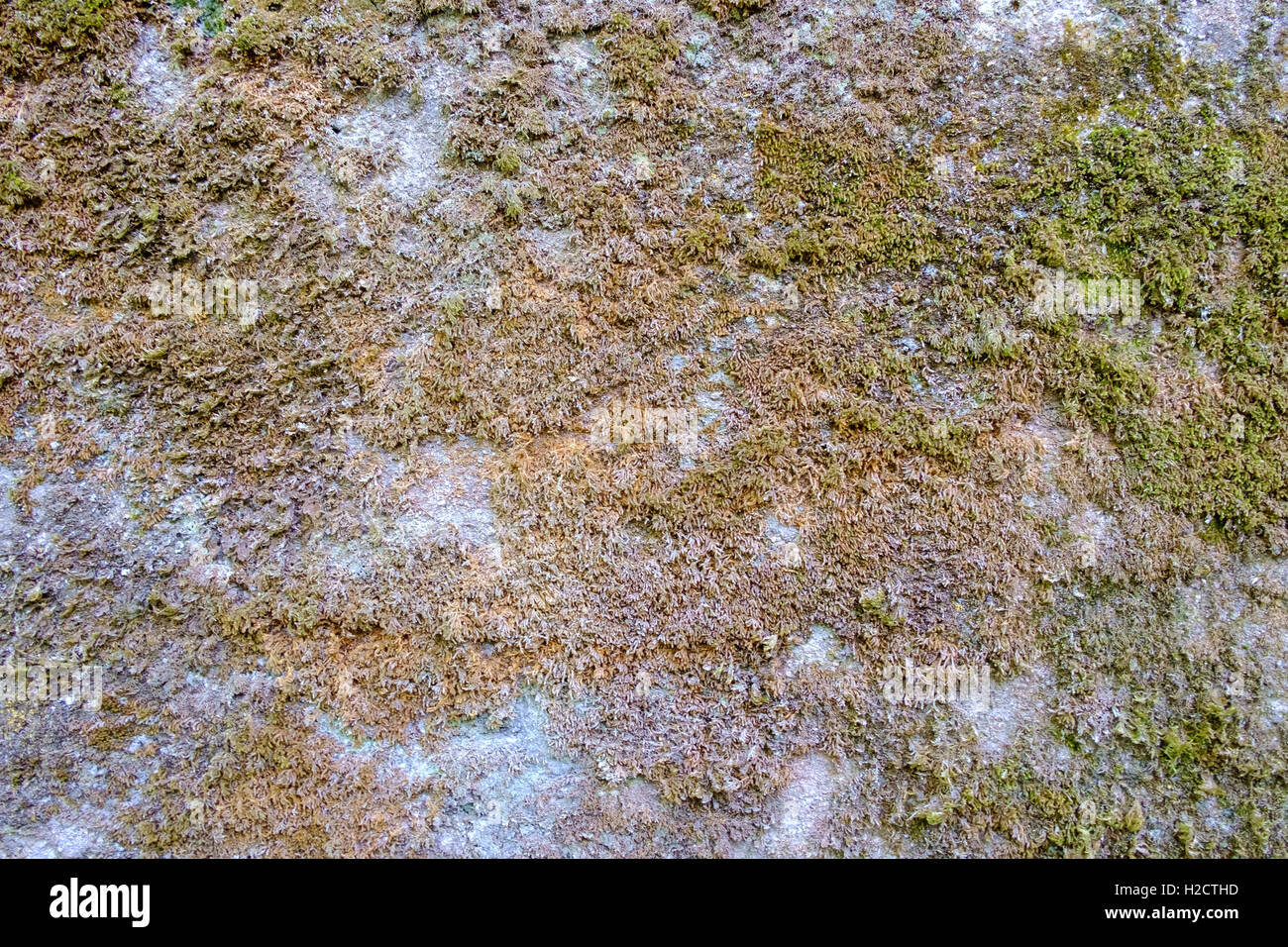 Moss covered face hi-res stock photography and images - Alamy