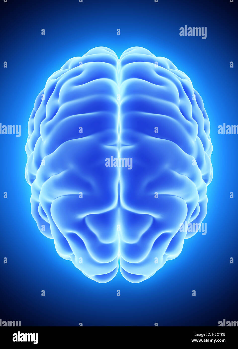 3D illustration of bright blue brain, anatomy and medical concept Stock ...