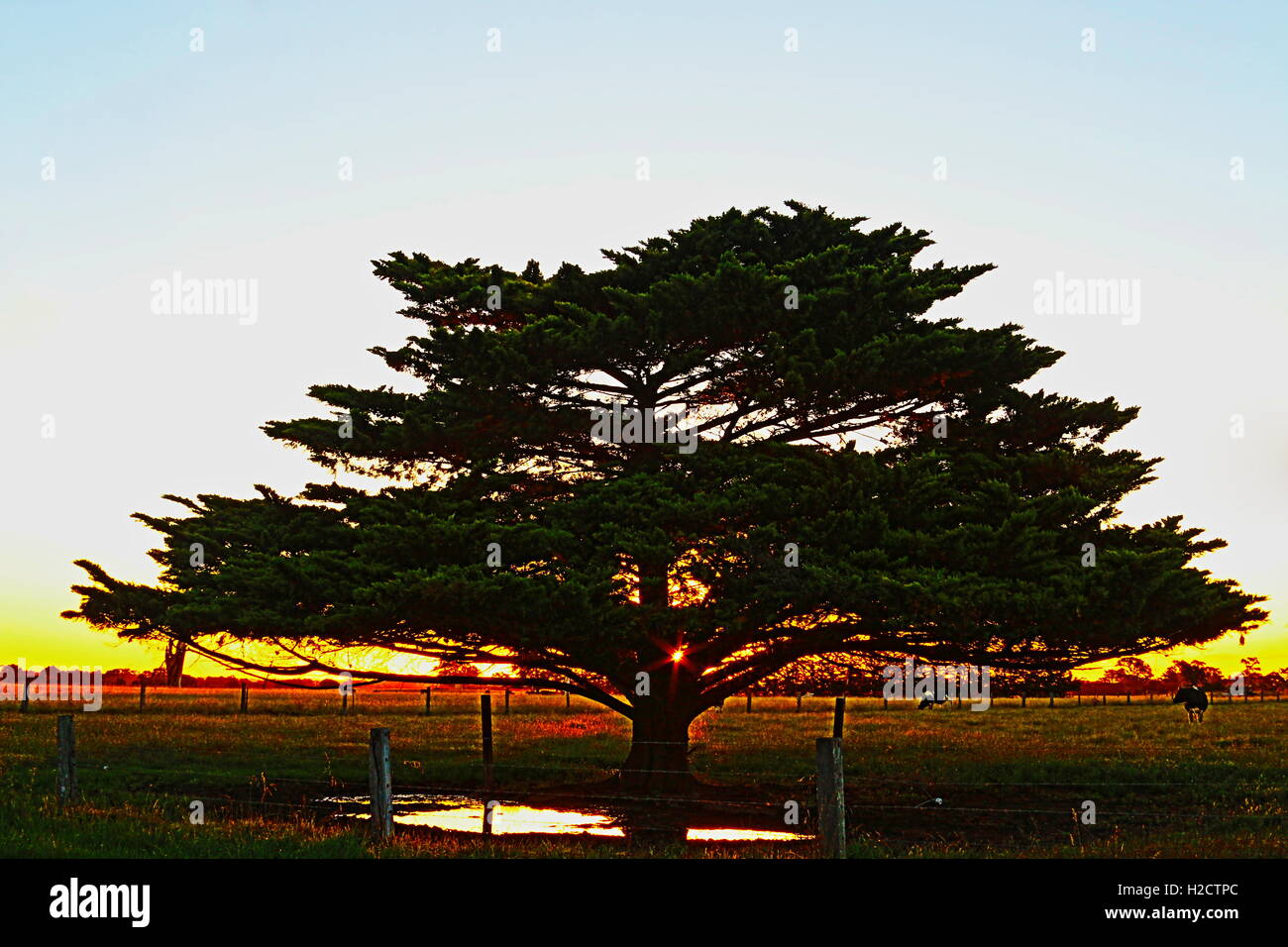 Lone Tree at sunset in Glengarry dairy in Victoria Australia AUS Stock ...