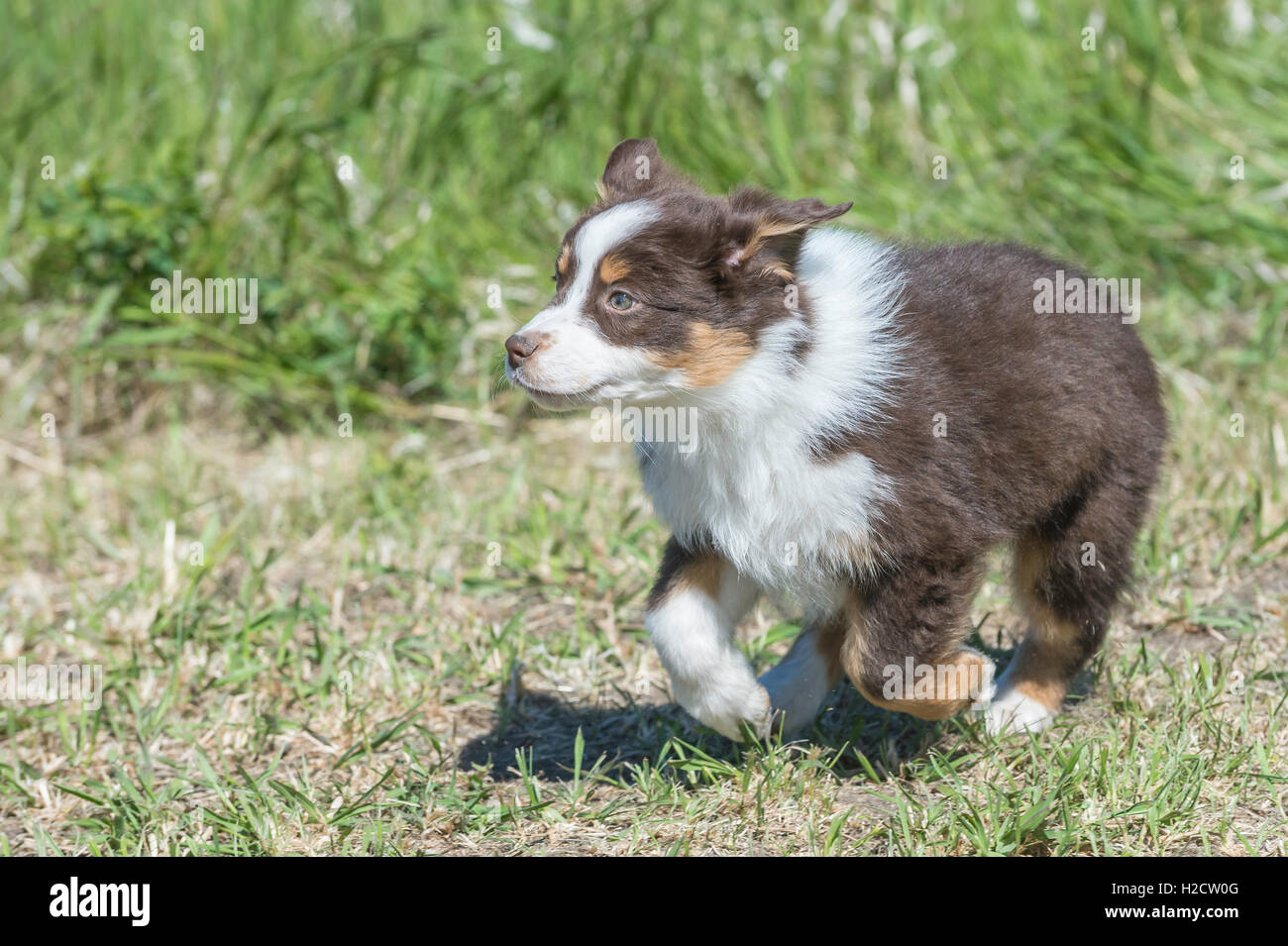 Australian cattle dog portrait running hi-res stock photography and ...