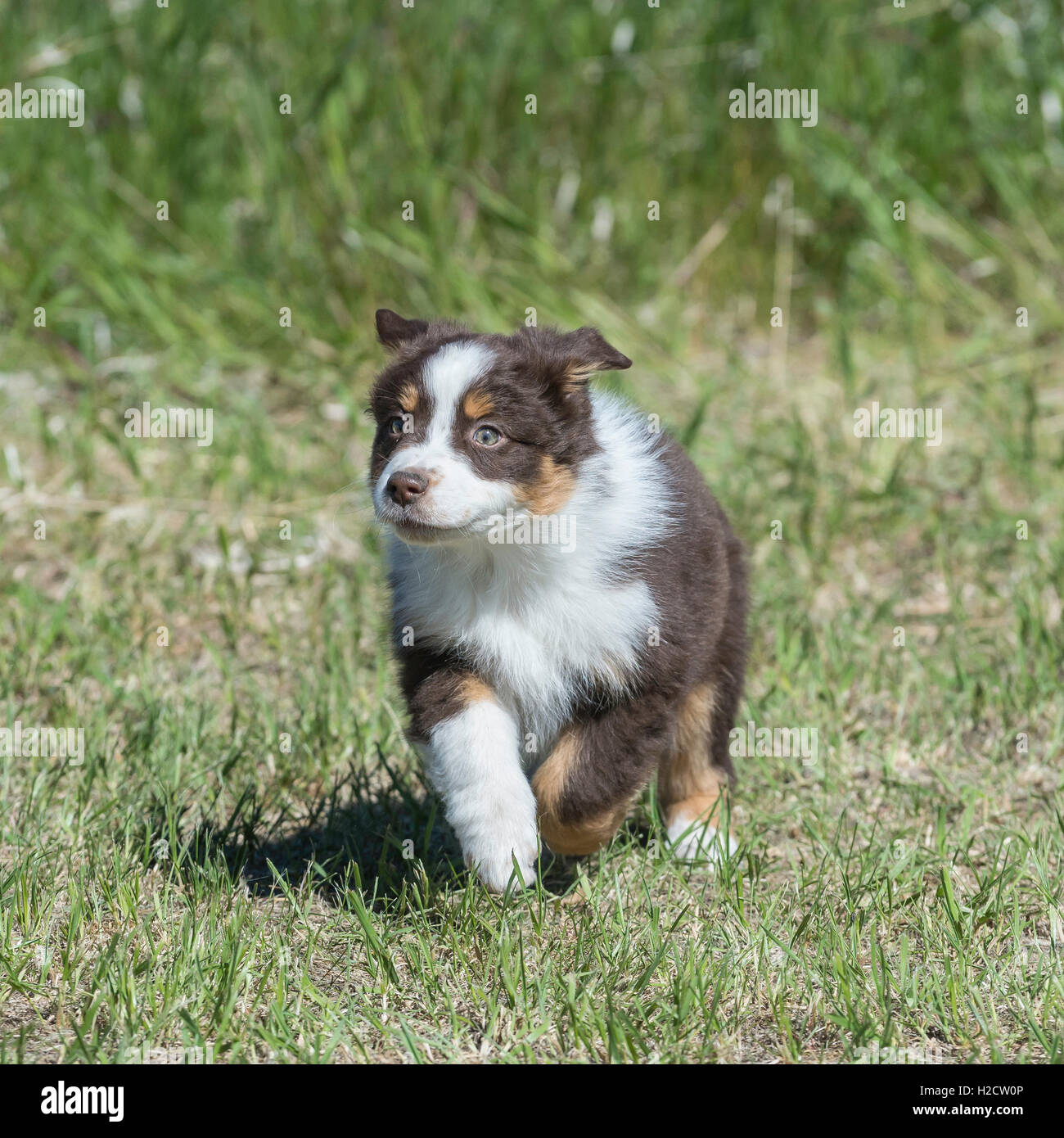 Eight-week-old Red Tri Australian shepherd dog, puppy, running Stock ...