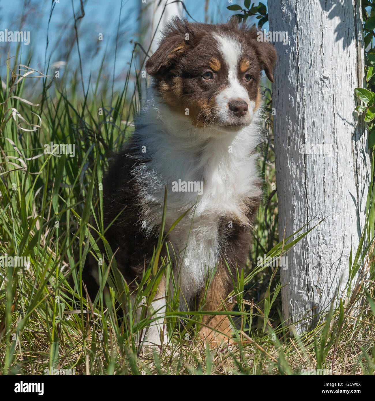 Red tri dog hi-res stock photography and images - Alamy