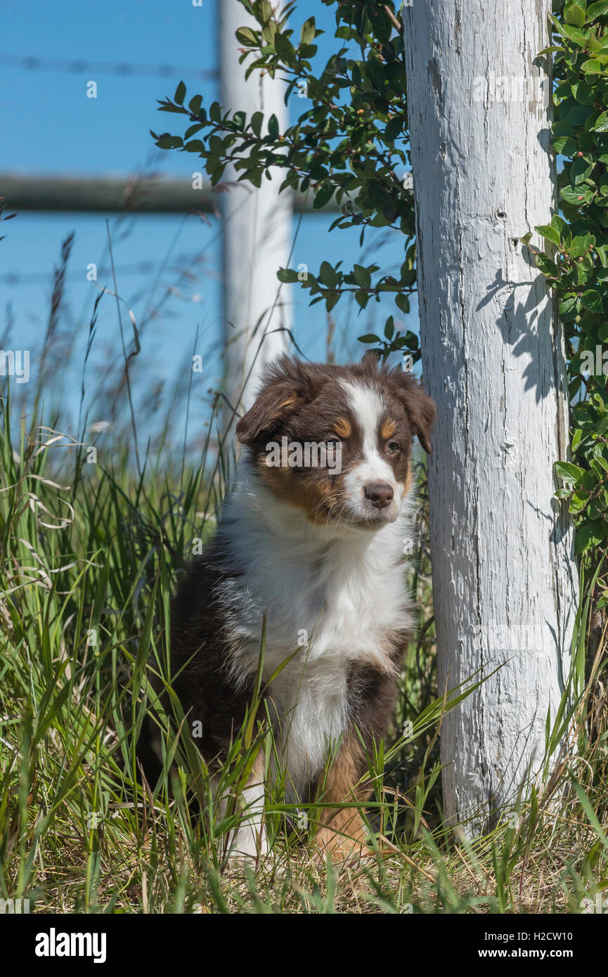 Red tri dog hi-res stock photography and images - Alamy