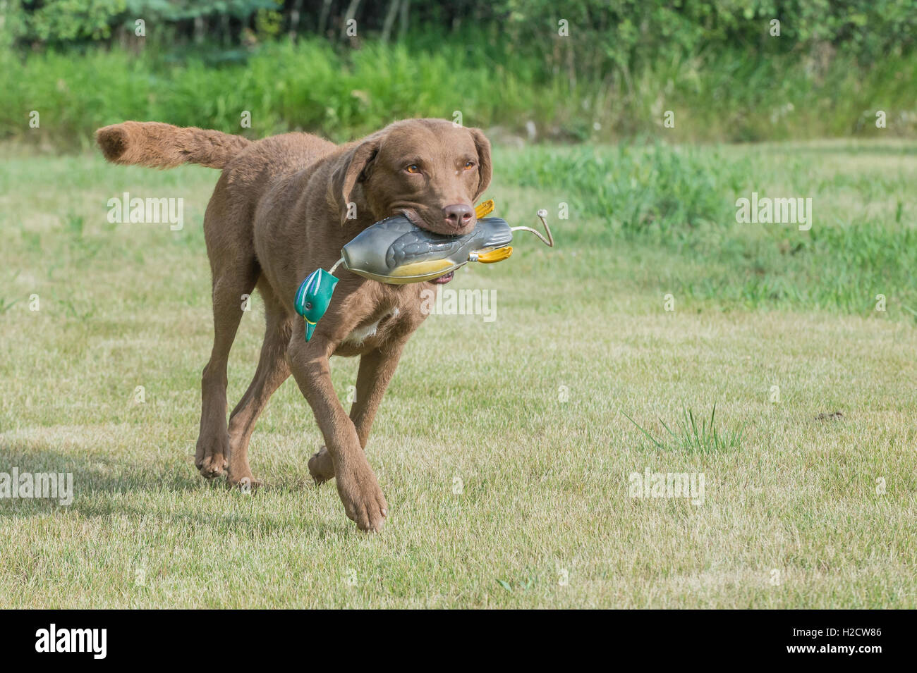 Chesapeake Bay Retriever adult female dog with a toy training duck ...