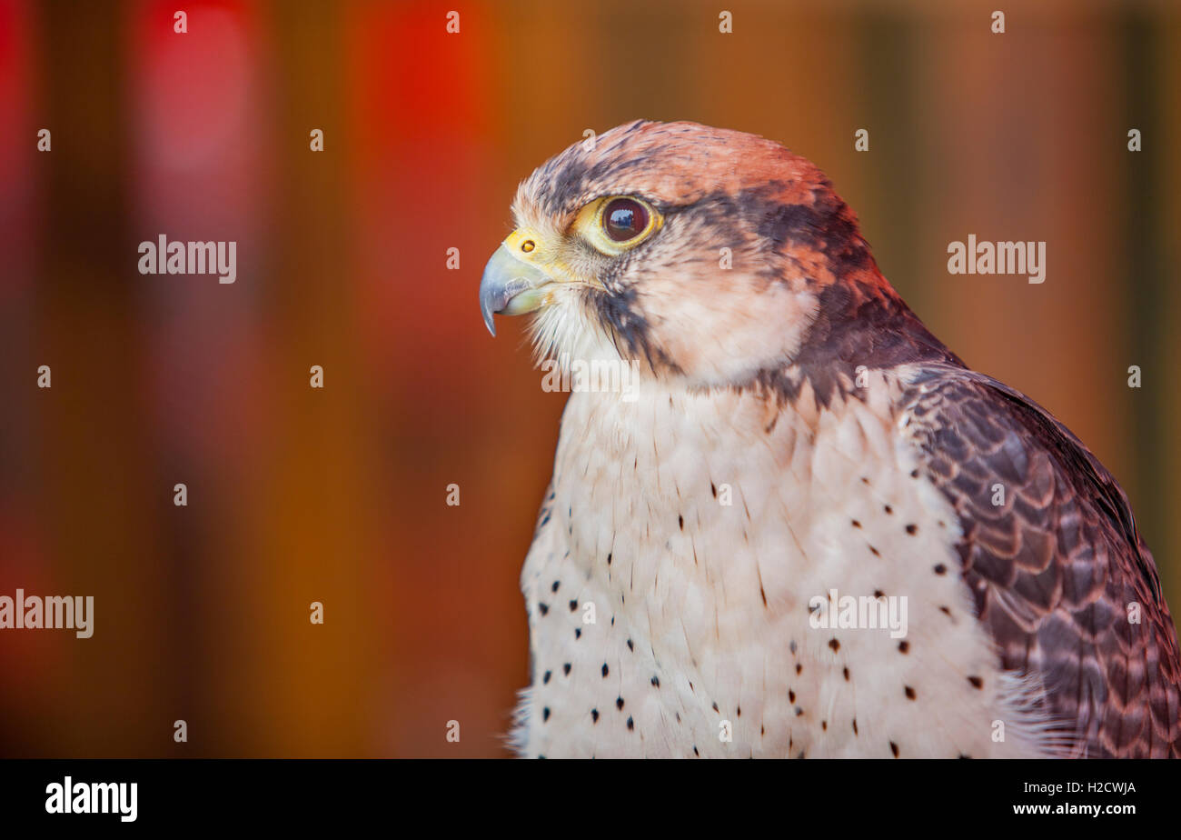 Lanner falcon or Falco biarmicus portrait. Perched Stock Photo - Alamy