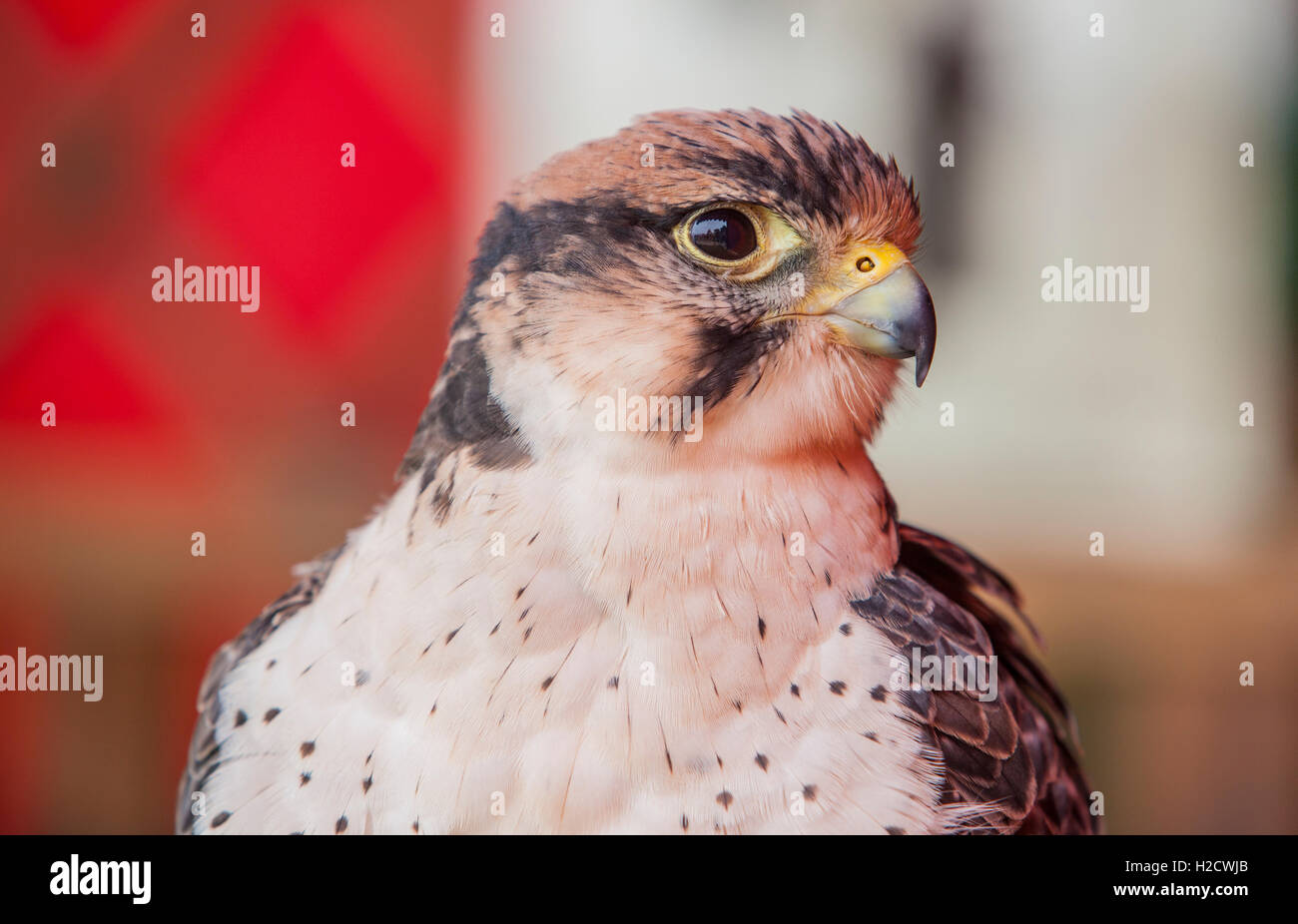 Lanner falcon or Falco biarmicus portrait. Perched Stock Photo - Alamy