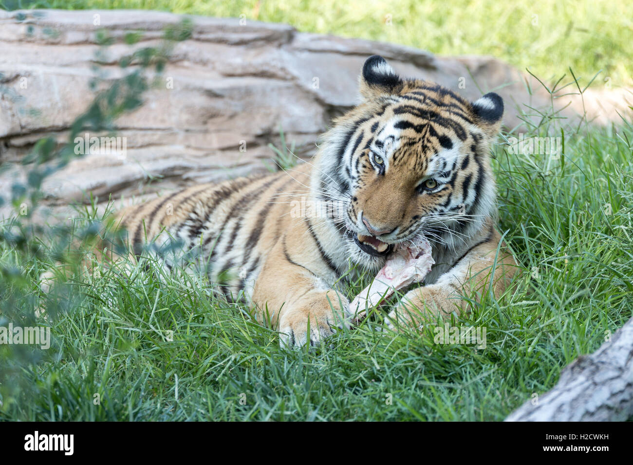 Tiger eating hi-res stock photography and images - Alamy