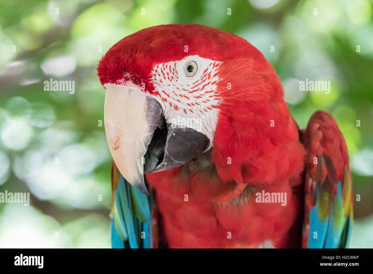 Parrot in a tree Stock Photo - Alamy