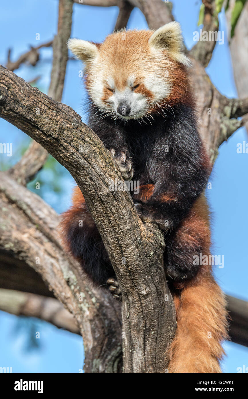 A red panda relaxing in a tree on a nice sunny day Stock Photo - Alamy