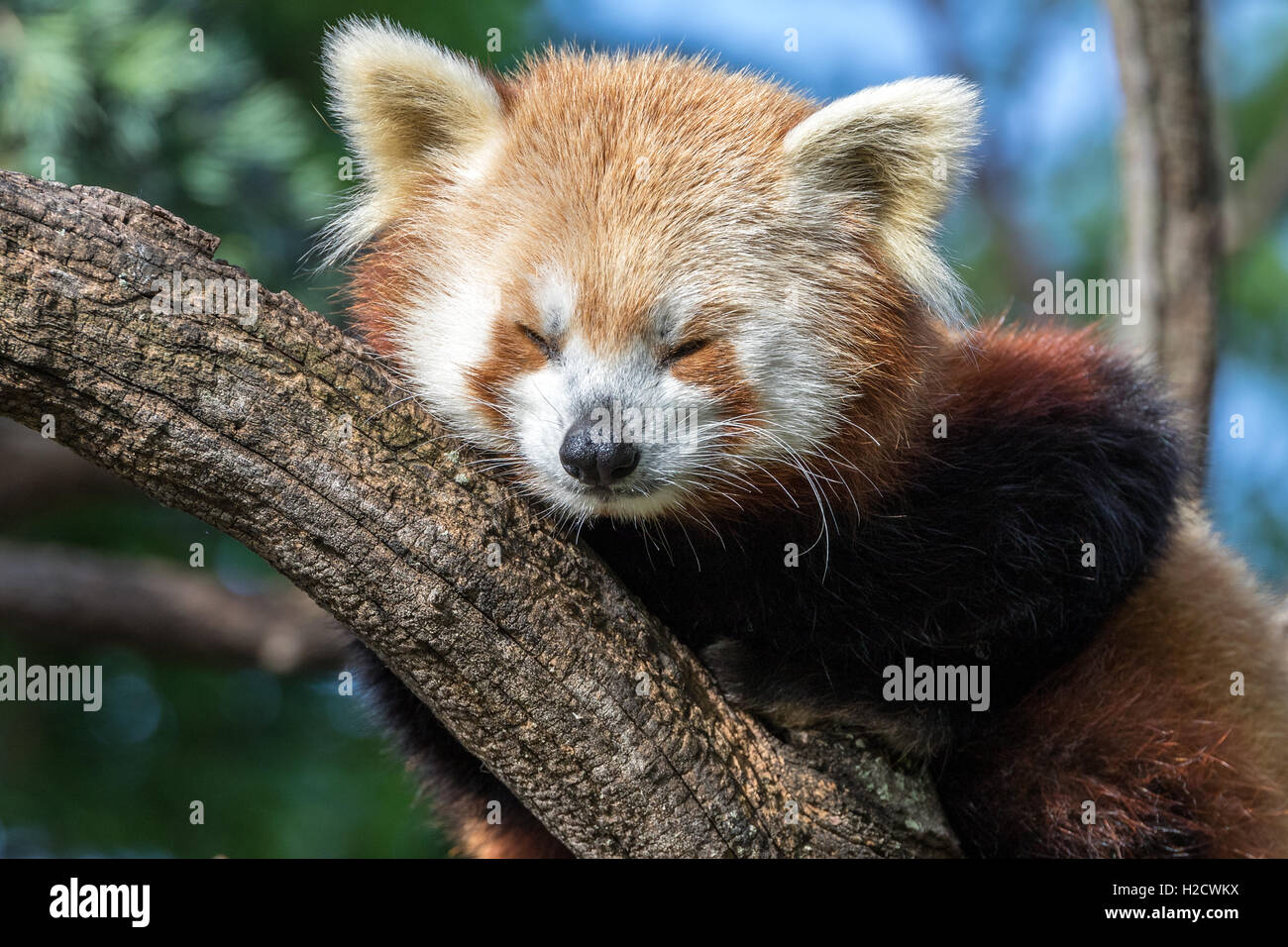 A red panda relaxing in a tree on a nice sunny day Stock Photo - Alamy