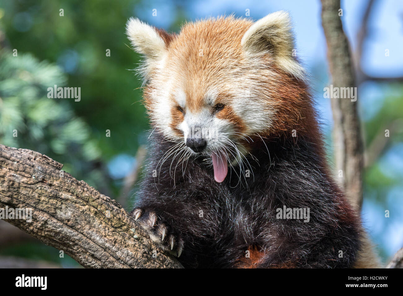 A red panda relaxing in a tree on a nice sunny day Stock Photo - Alamy