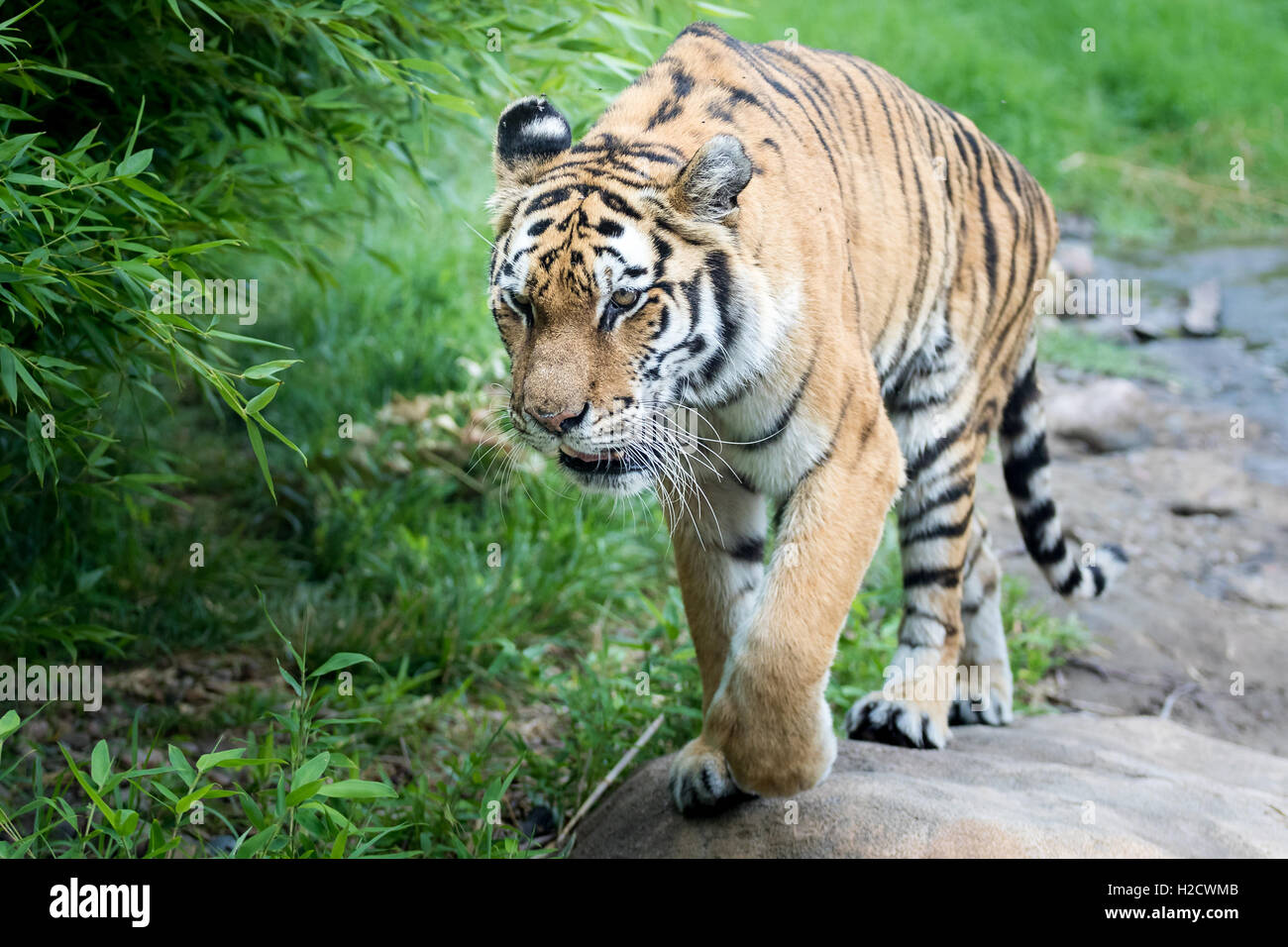 A tiger walking in a field Stock Photo - Alamy