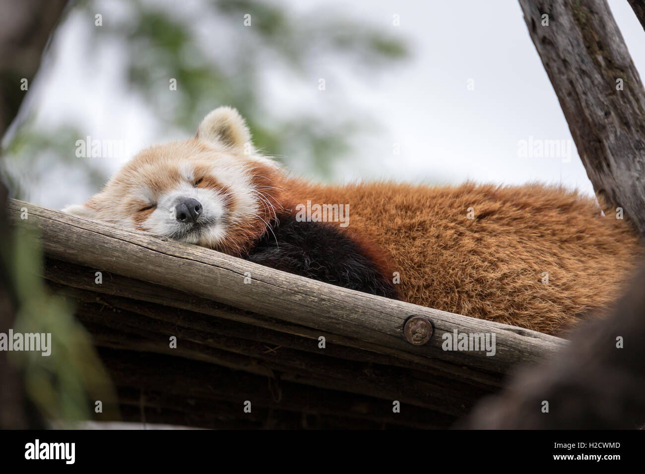 Nice panda hi-res stock photography and images - Alamy