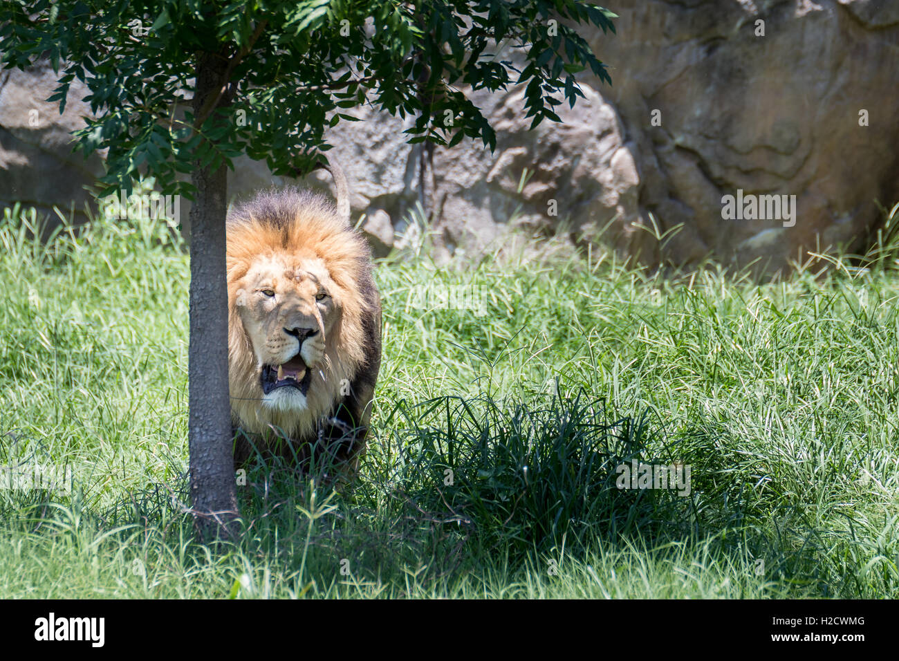 Lion under tree hi-res stock photography and images - Alamy
