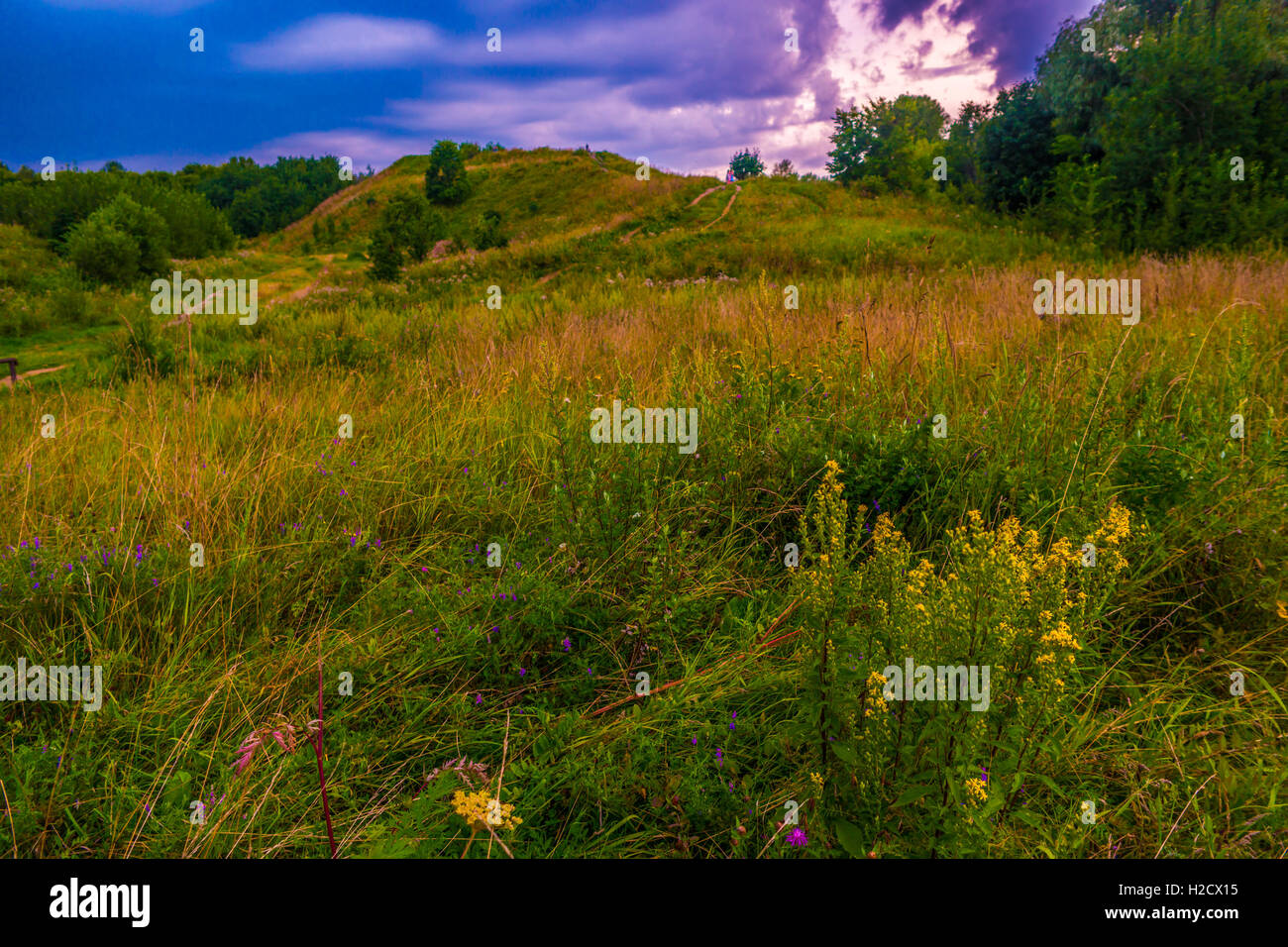 Pathway on a hill with wildflowers Stock Photo - Alamy
