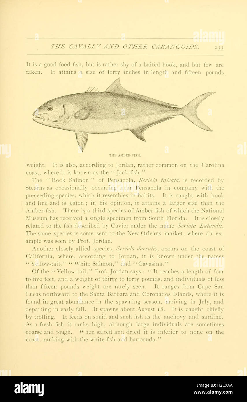 Amber fishes hi-res stock photography and images - Alamy