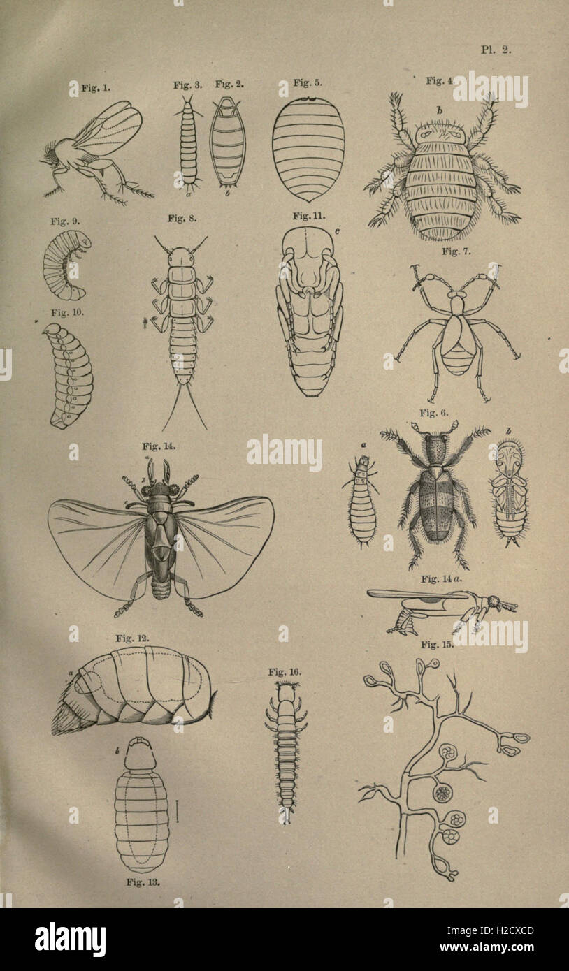 Plate 2 from 'Guide to the Study of Insects' illustrates key insect ...