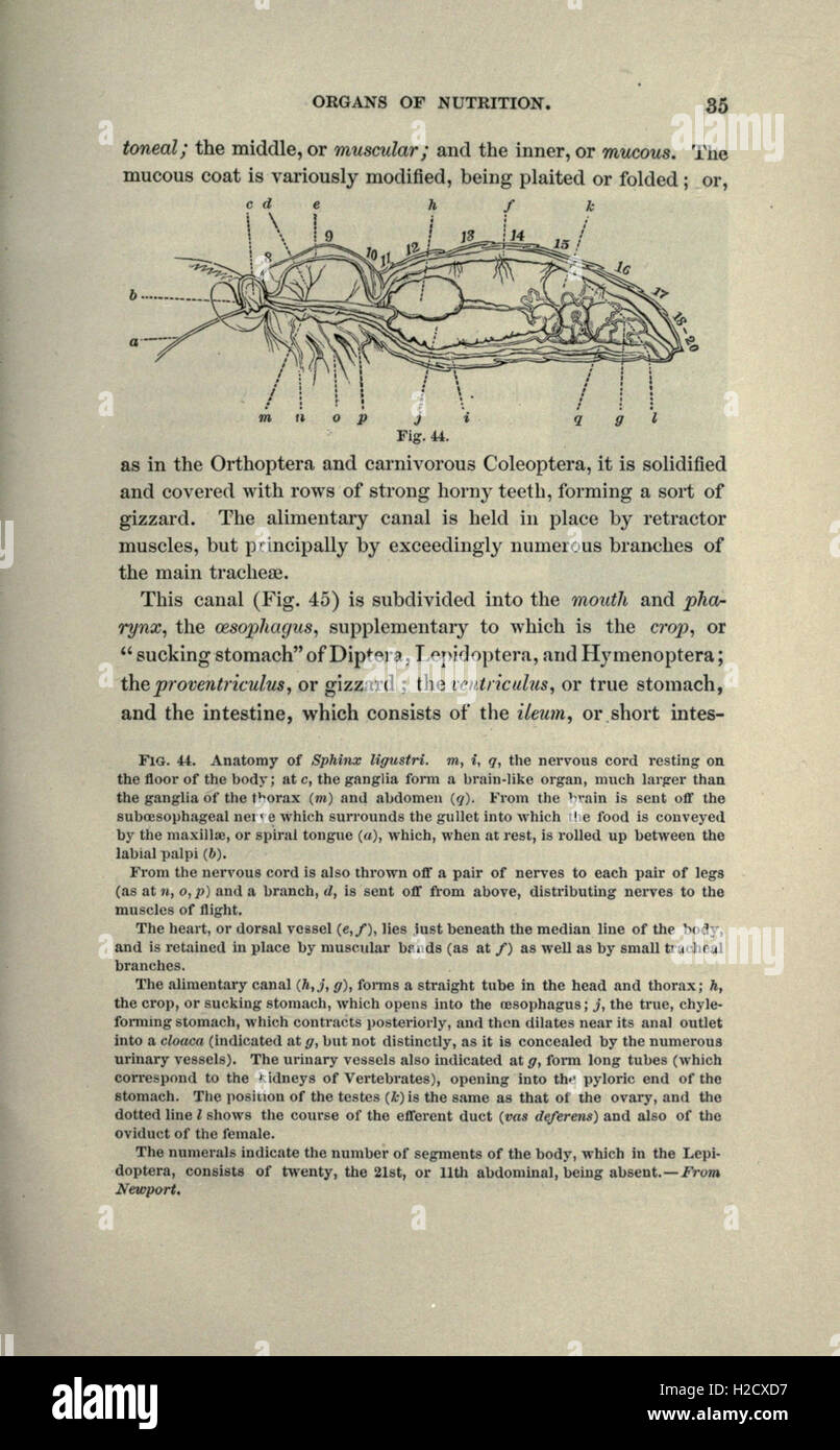'Guide to the Study of Insects' serves as a reference for entomologists ...