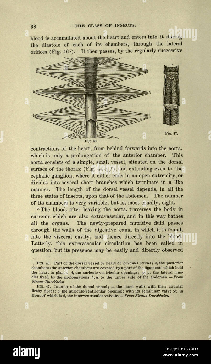 A comprehensive guide to the study of insects, detailing their ...