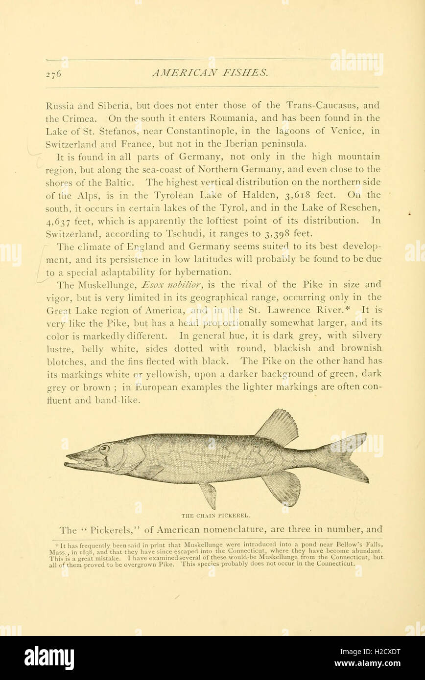 Chain pickerel fish hi-res stock photography and images - Alamy