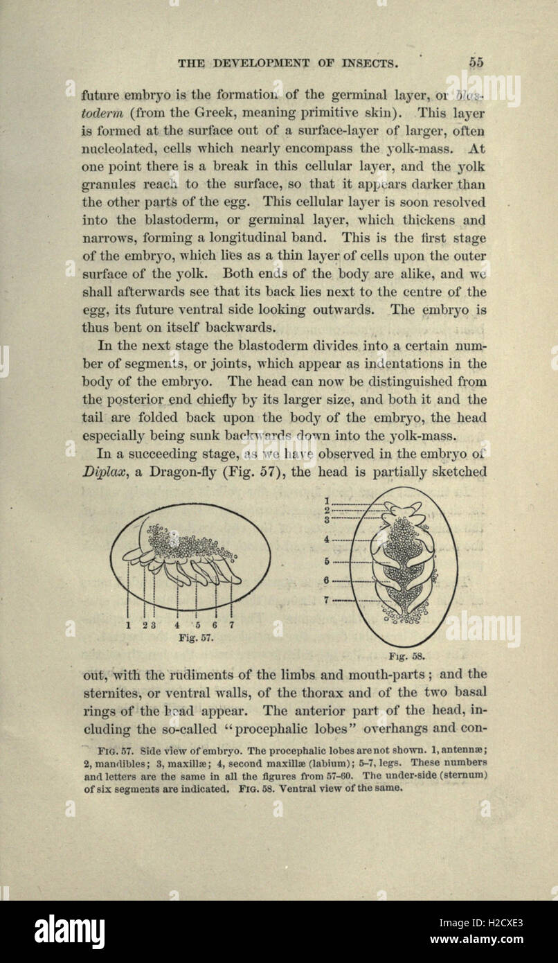 A guide offering insights into the study of insects, covering taxonomy ...