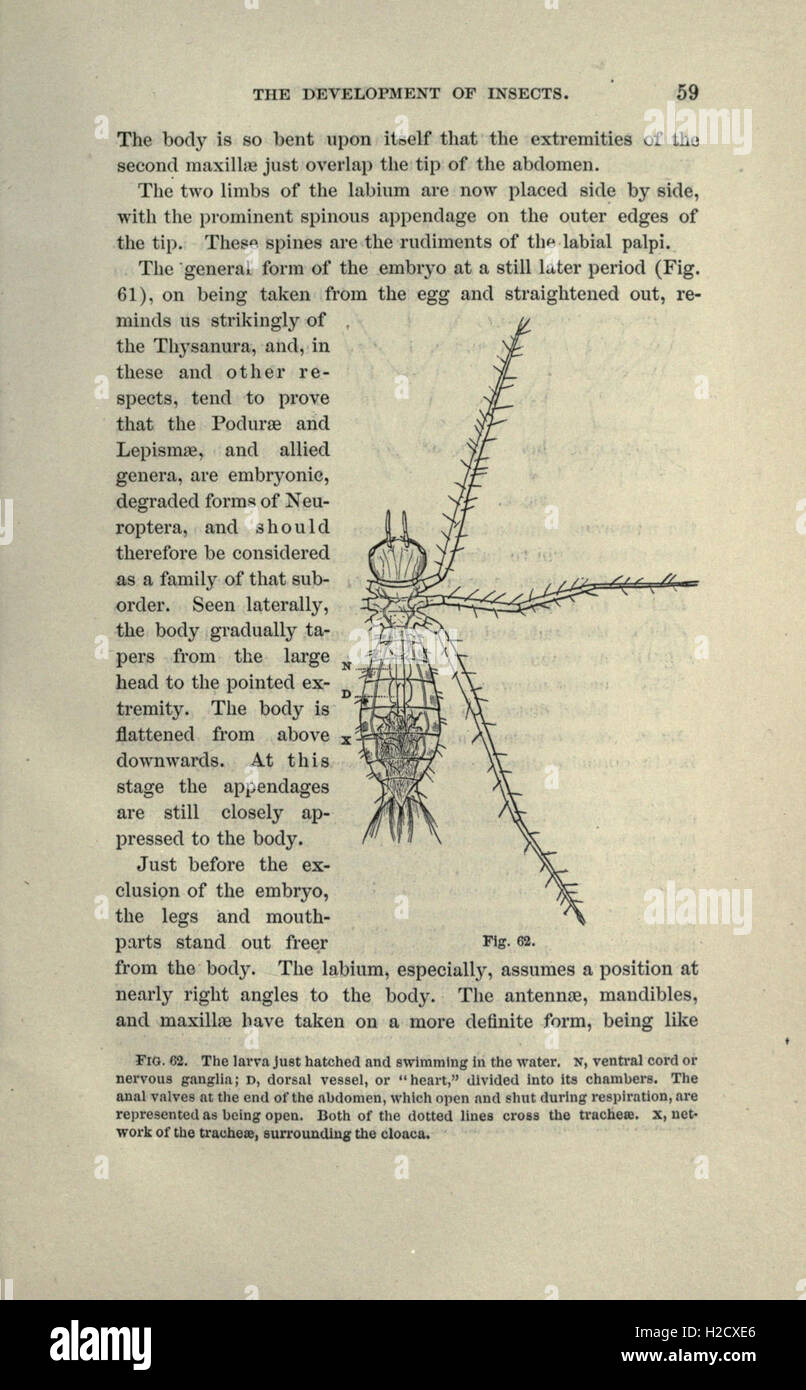 Guide to the study of insects Stock Photo - Alamy