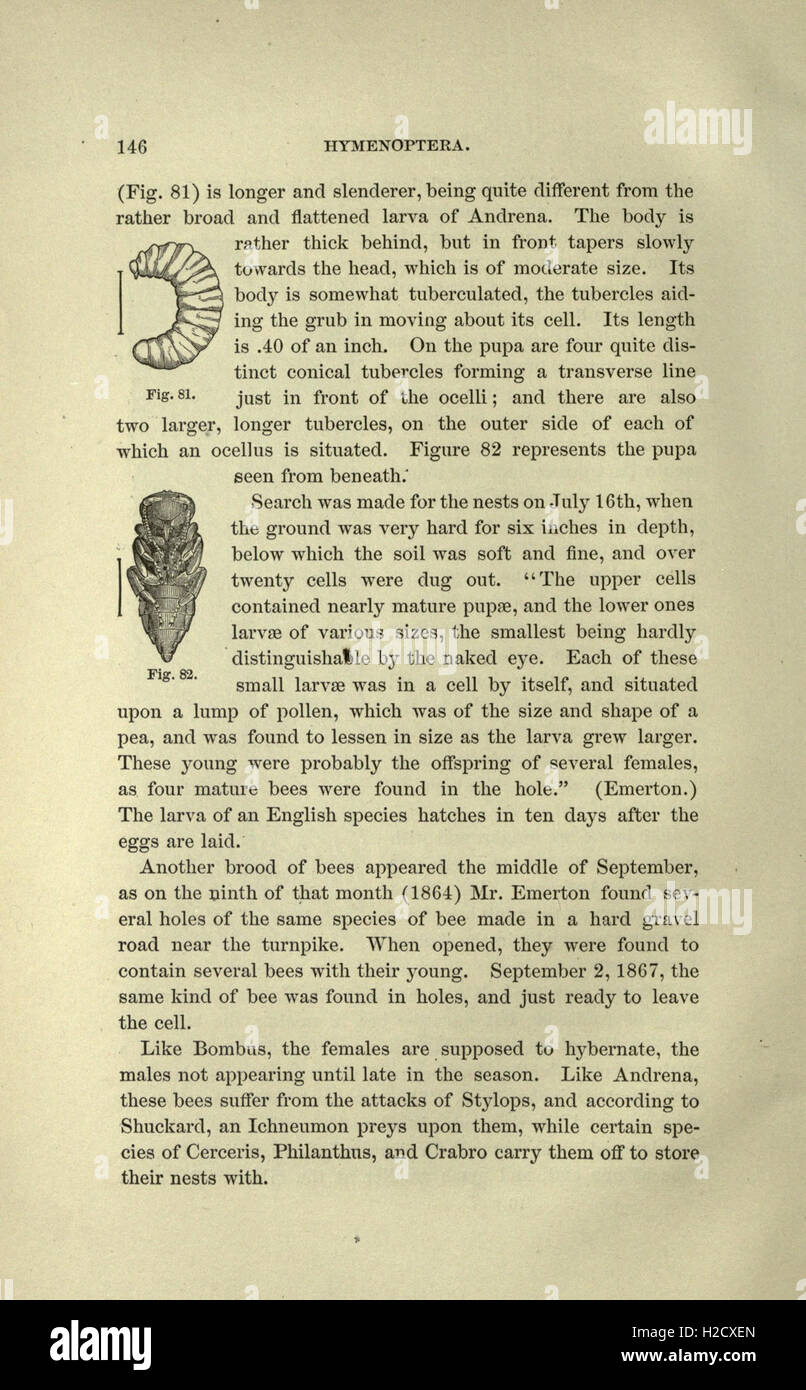 Guide to the study of insects Stock Photo - Alamy