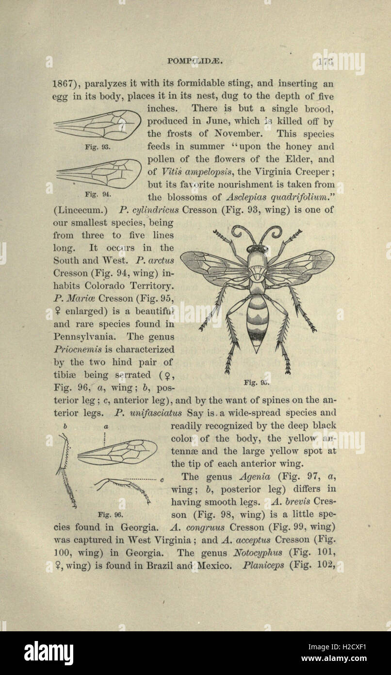 Guide to the study of insects Stock Photo - Alamy